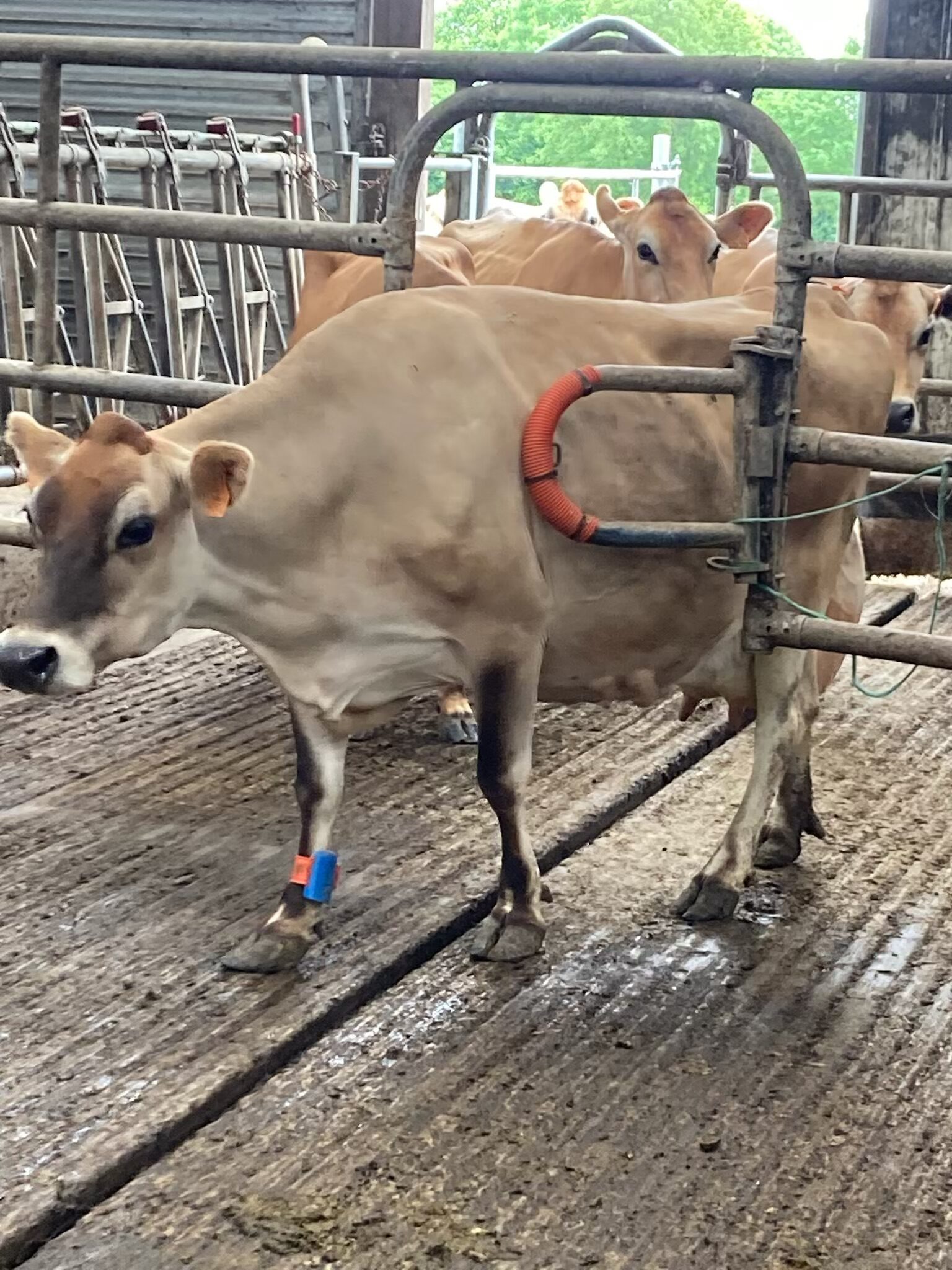 Beautiful and well-run organic dairy farm with Jersey cows on ...